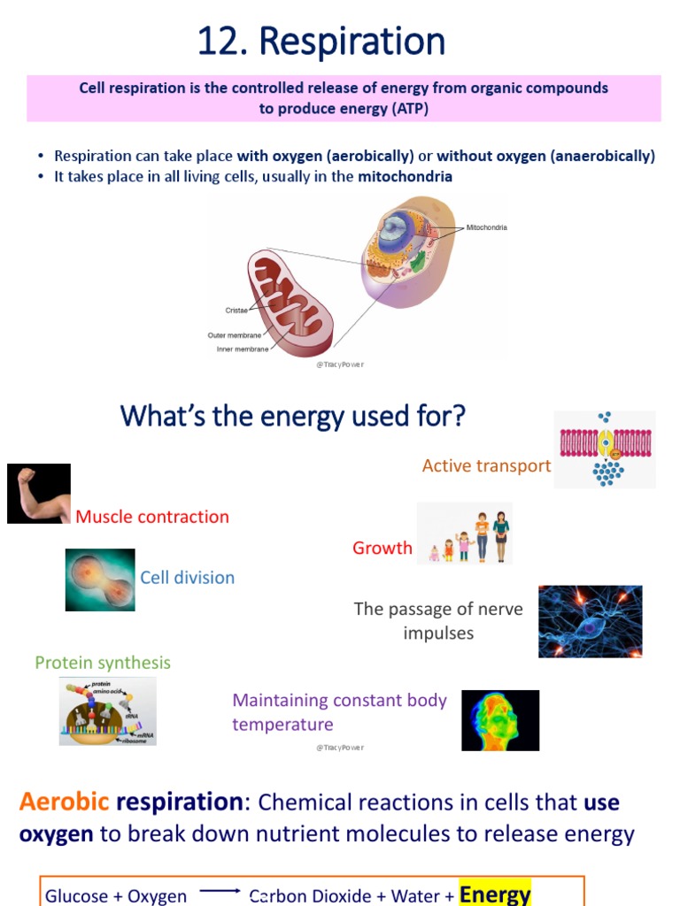 Respiration: Cell Respiration Is The Controlled Release of Energy From ...