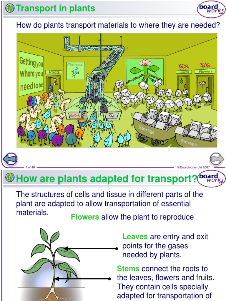 How plants transport materials | PDF | Plant Stem | Root