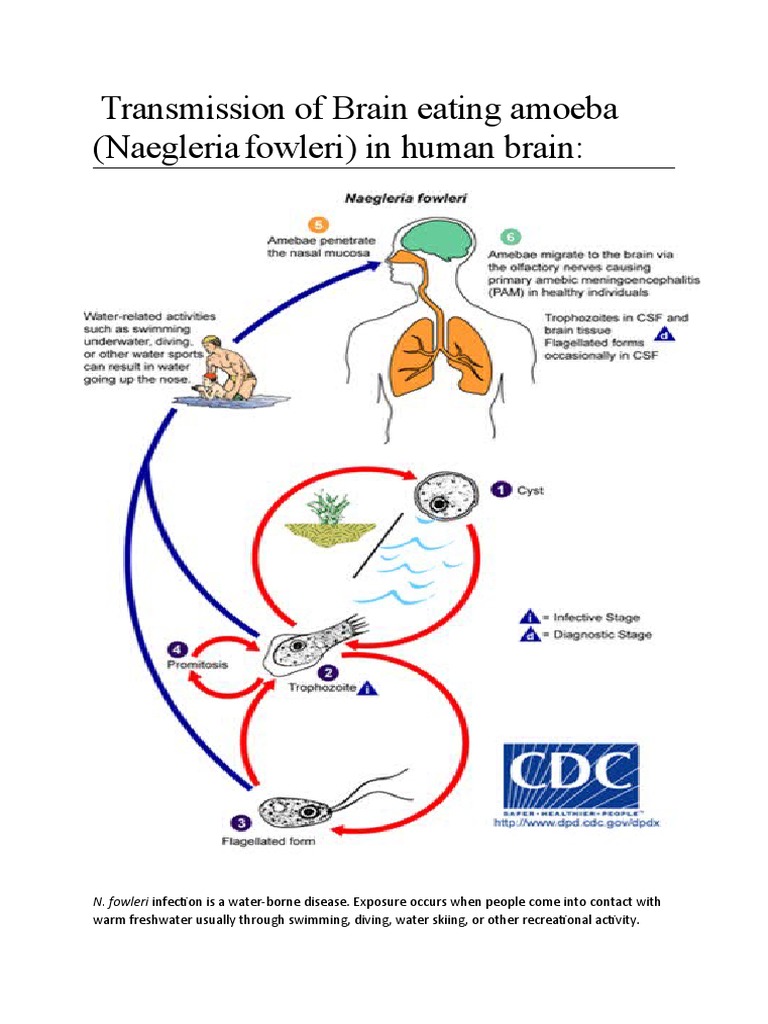 Transmission of Brain Eating Amoeba and Its Prevention