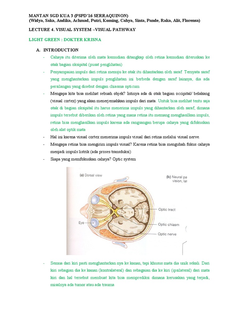 Lecture 4. Visual System - Visual Pathway | PDF | Pengembangan Diri