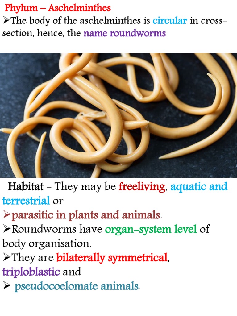 Name Roundworms: The Body of The Aschelminthes Is in Cross-Section ...
