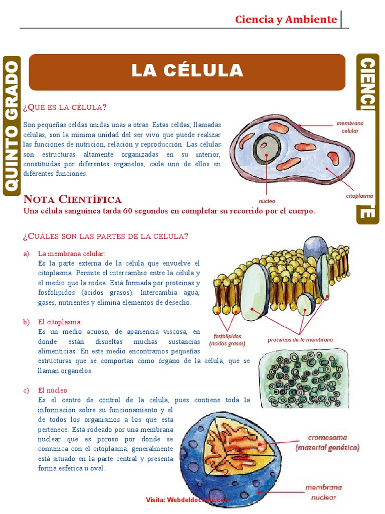 Partes De Una Celula Animal 5to Grado Biologia Partes De La Célula