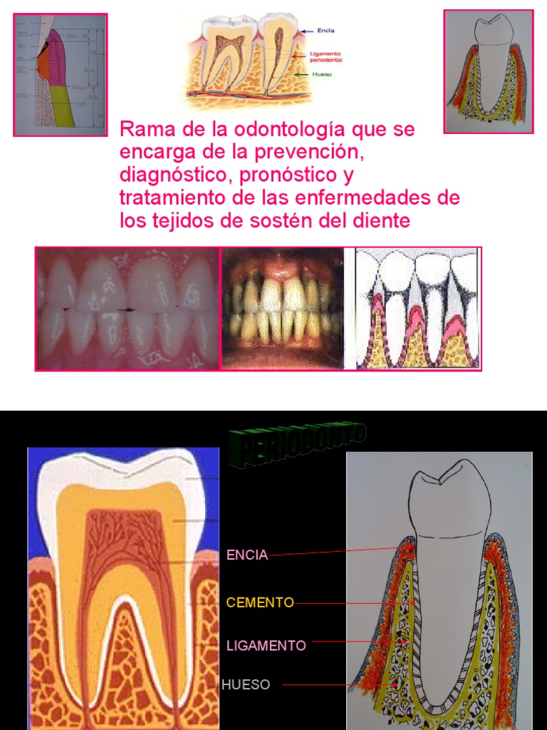 Introducción Encía | PDF | Epitelio | Anatomía