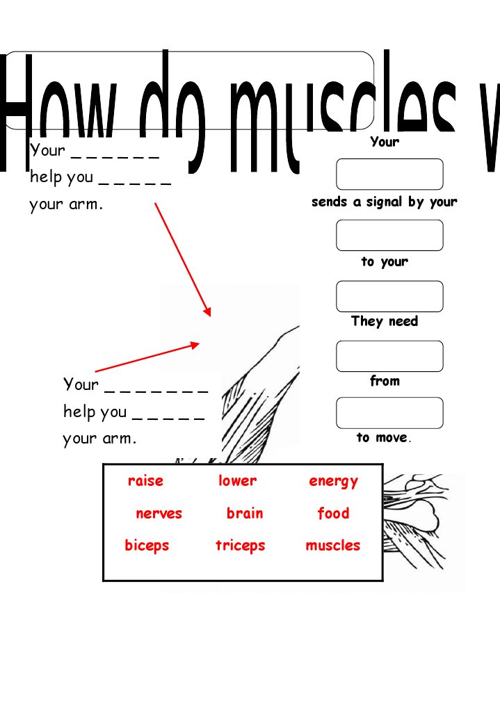 How Do Muscles Work PDF