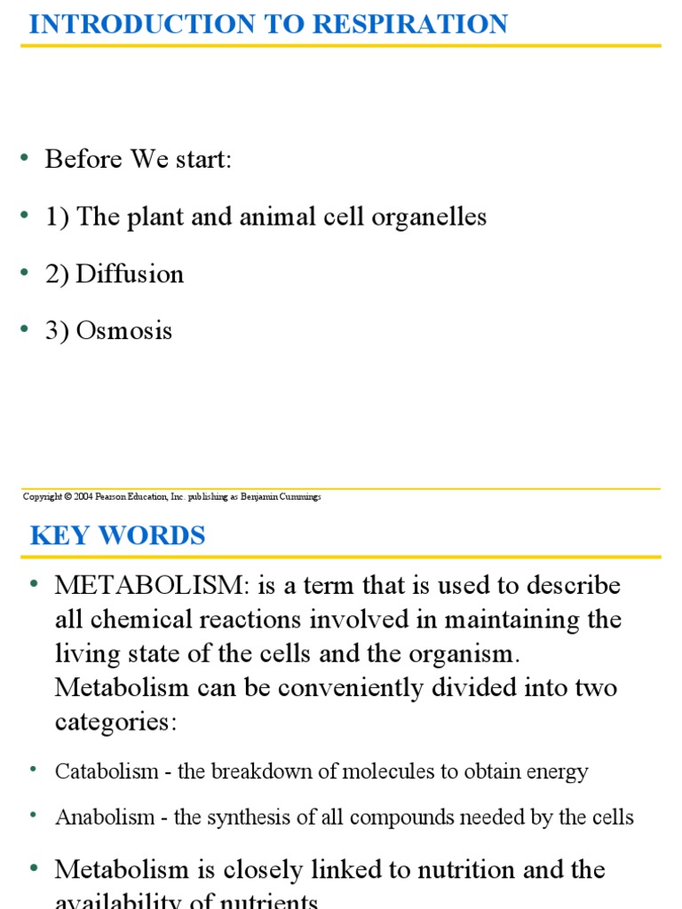 Grade 8 Intro To Respiration | PDF | Cellular Respiration | Redox