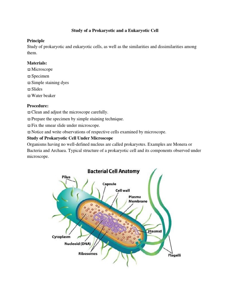 Prokaryotes And Eukaryotes Pdf