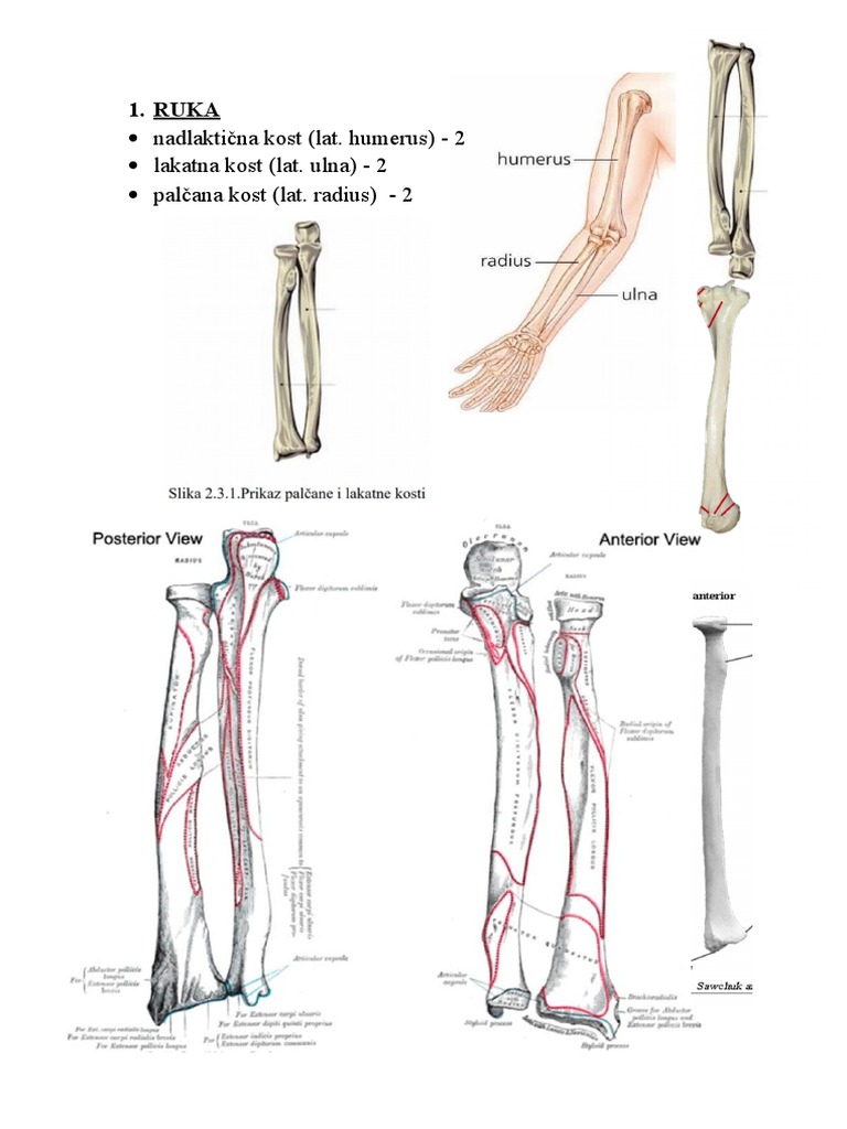 Anatomija | PDF
