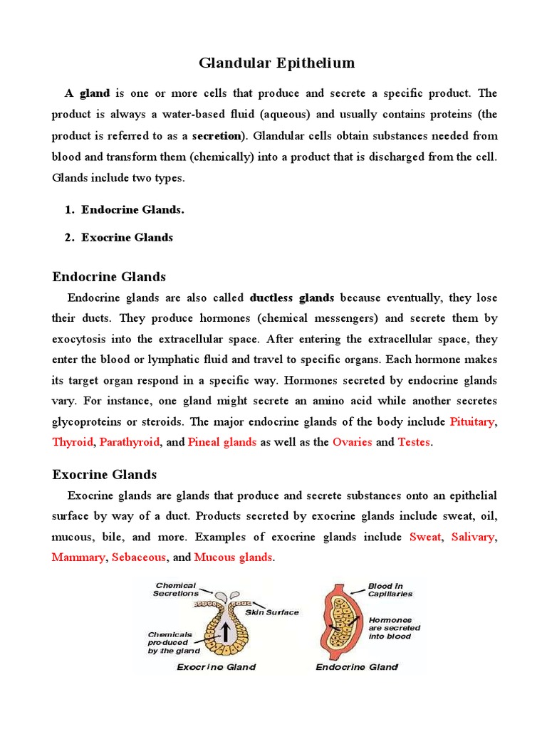 Glandular Epithelium: Endocrine Glands | PDF | Connective Tissue | Anatomy