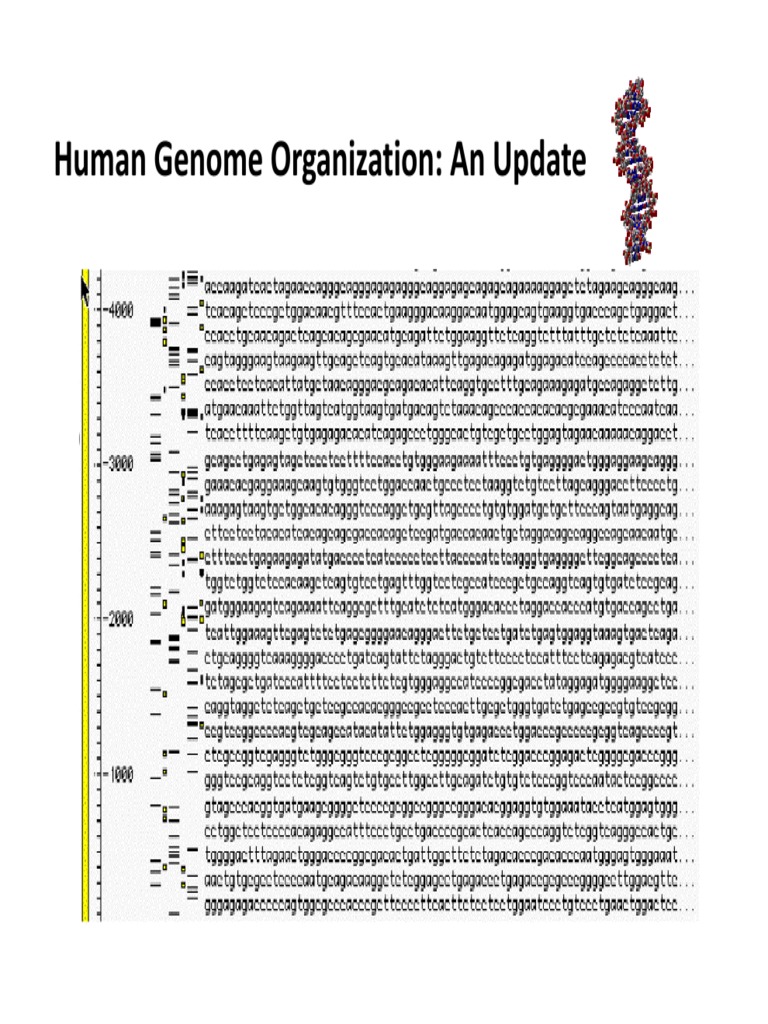 Human Genome Organization: An Update | PDF | Gene | Genome