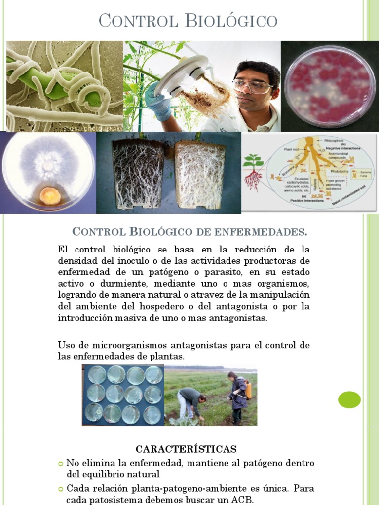 Semana 3 Control Biologico | PDF | Control biológico de plagas | Hongo