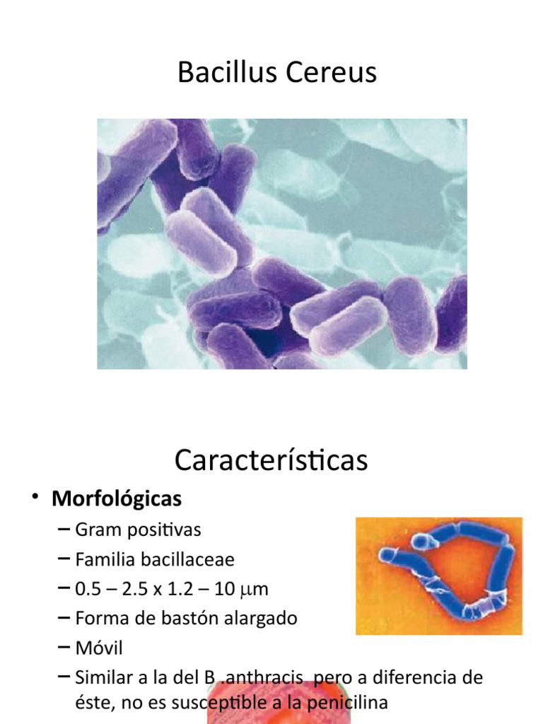Bacillus Cereus | PDF | Alimentos | Bacilo