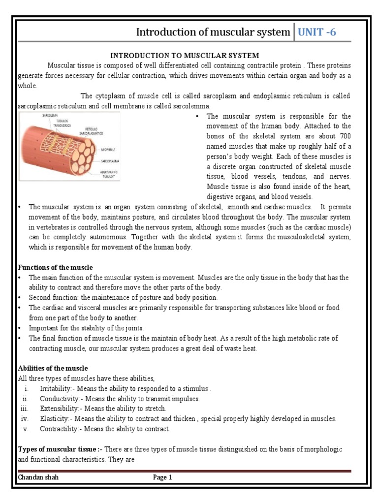 Unit - 6 Muscular System | PDF | Human Leg | Anatomical Terms Of Motion