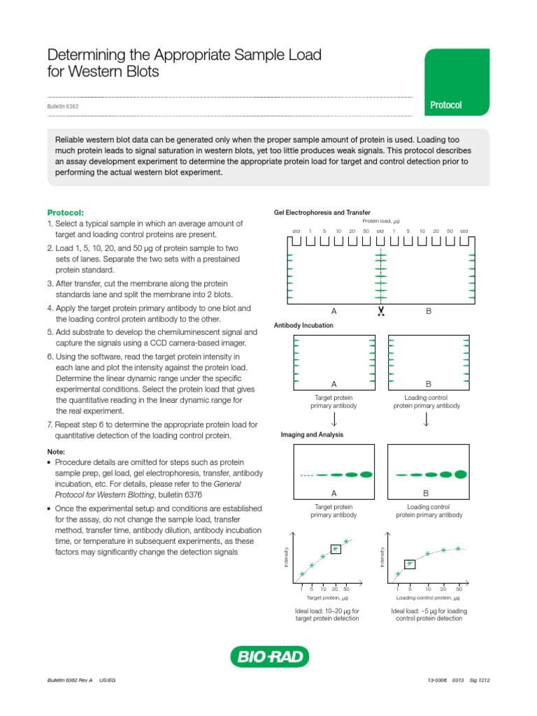 Western Blot - Biorad | PDF | Western Blot | Blot (Biology)