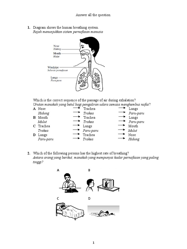 Diagram Shows The Human Breathing System.: Answer All The Question ...