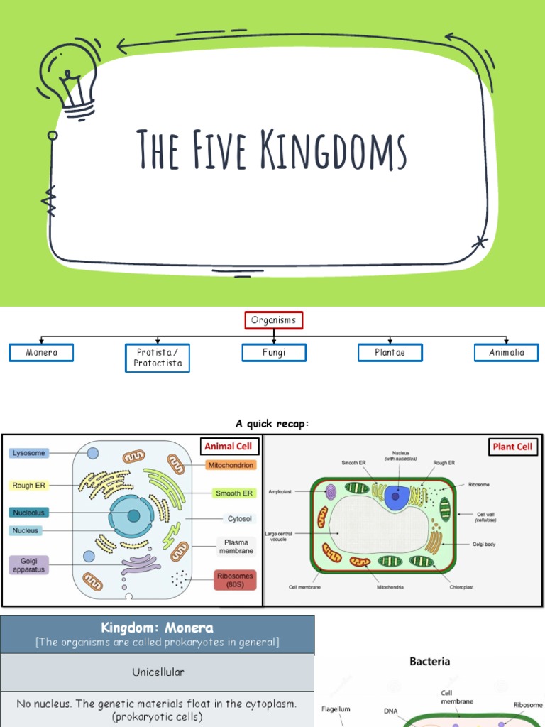 The Five Kingdoms Biology | PDF | Cell (Biology) | Organisms