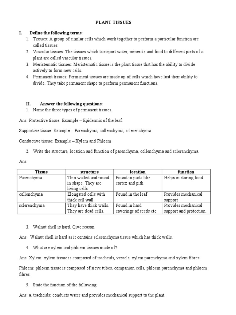 Plant - Tissue Notes | PDF | Tissue (Biology) | Histology