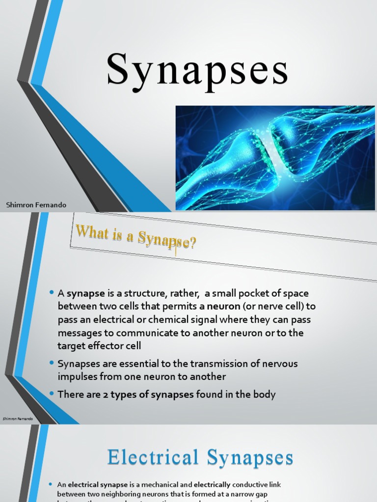 Electrical & Chemical Synapses | PDF | Chemical Synapse | Synapse