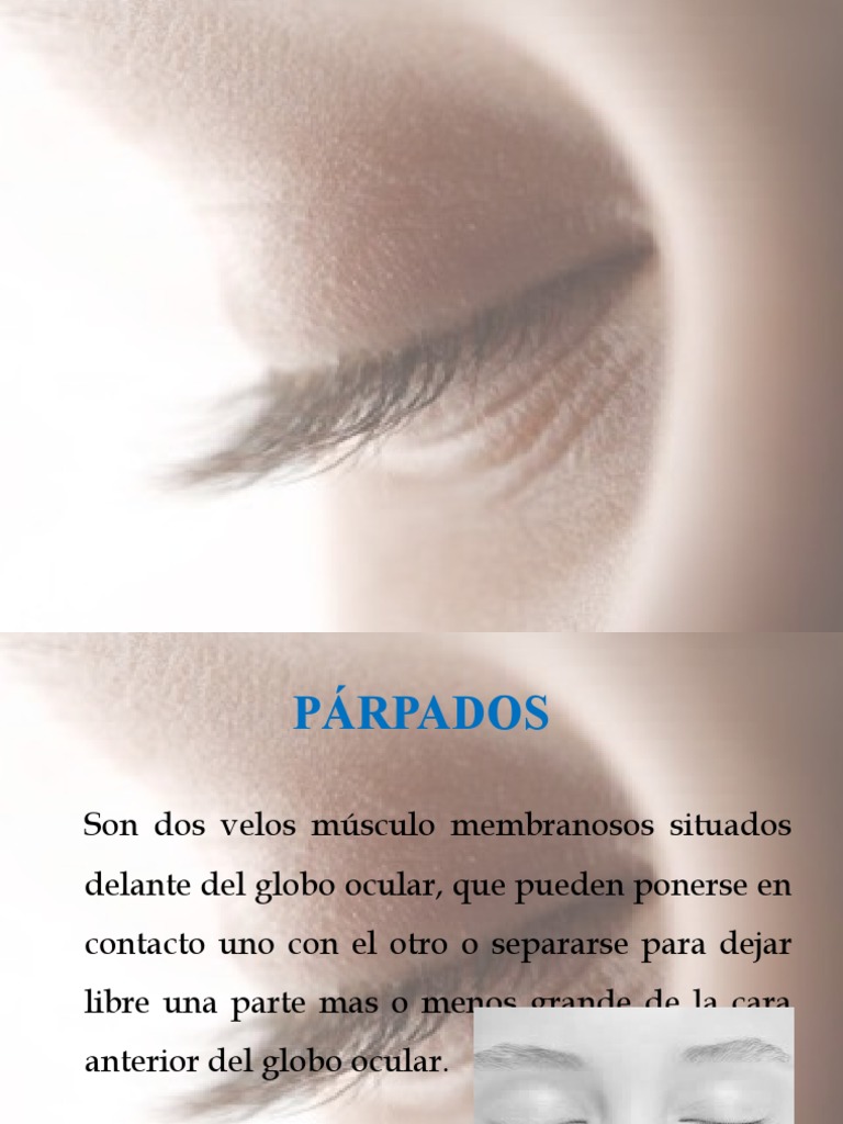 02-02 Párpados | PDF | Anatomía humana | Cabeza y cuello humanos
