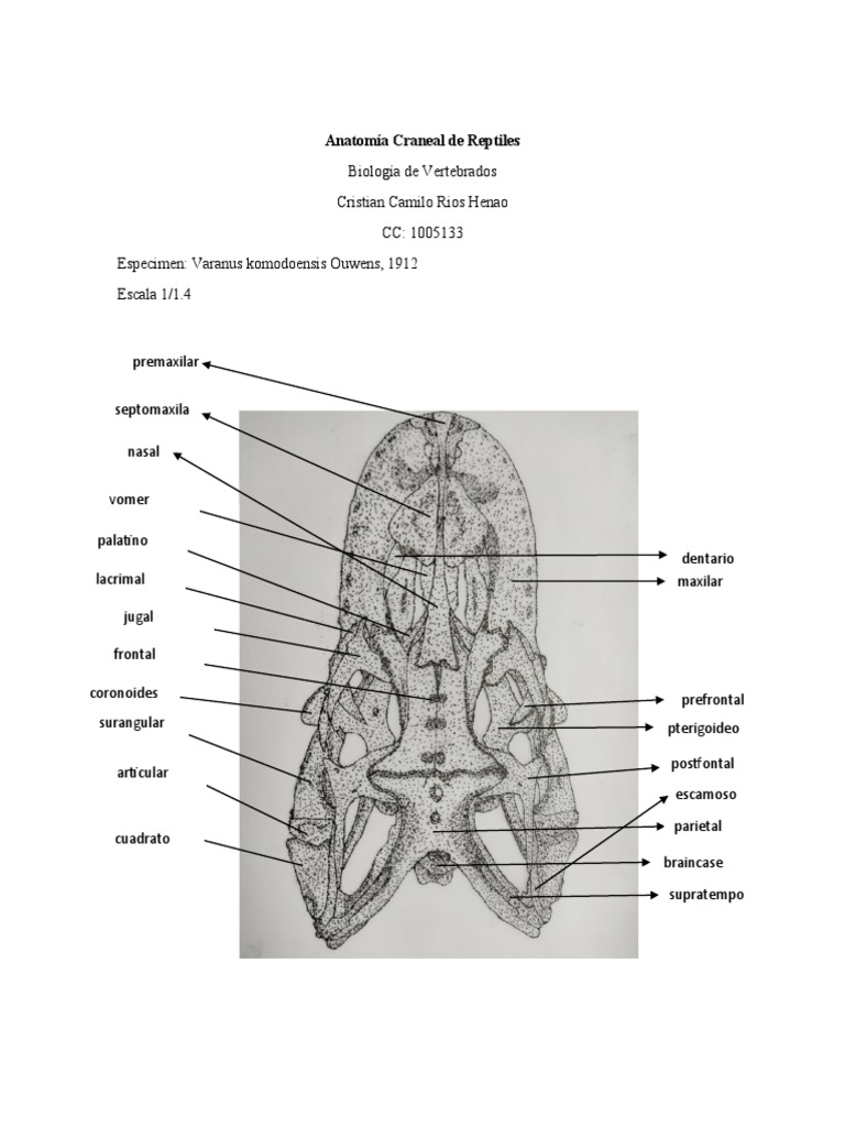 Anatomía Craneal de Reptiles | PDF | Sistema musculoesquelético ...
