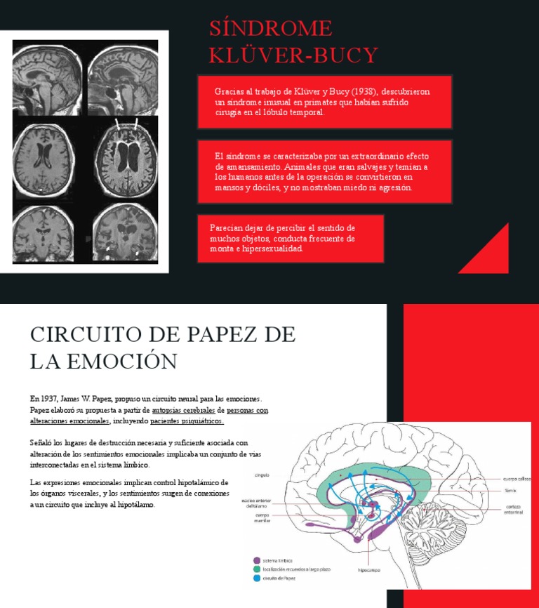Síndrome Klüver-Bucy y Circuito de Papez | PDF | Ciencias sociales