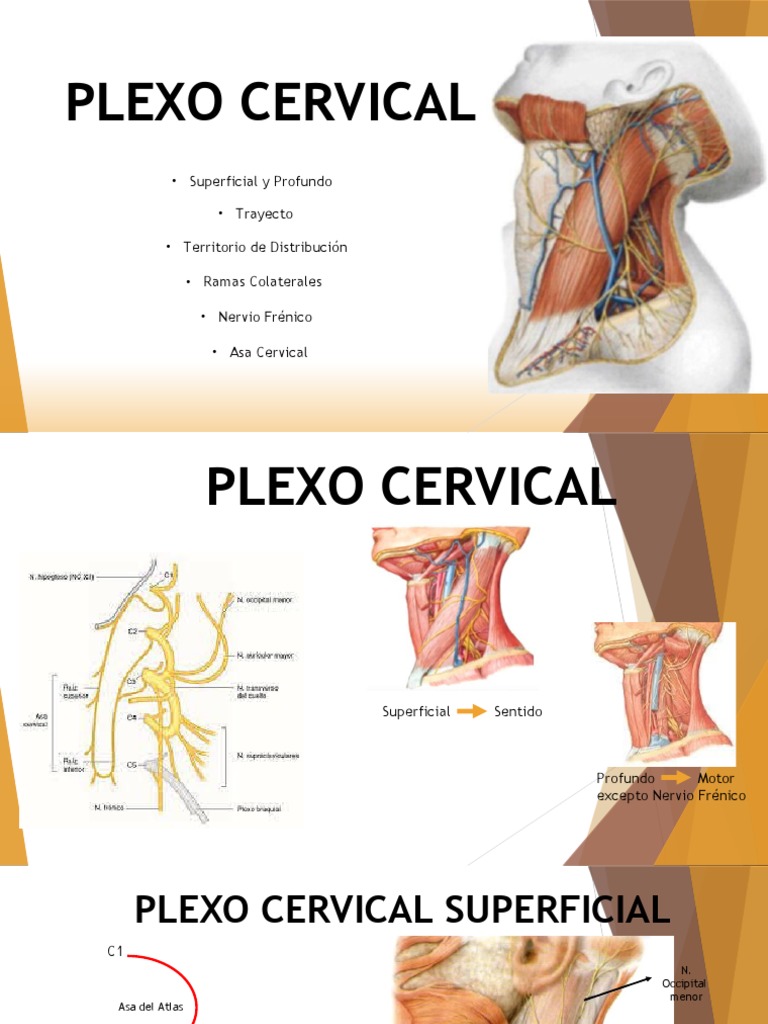 Anatomia Plexo Cervical | PDF