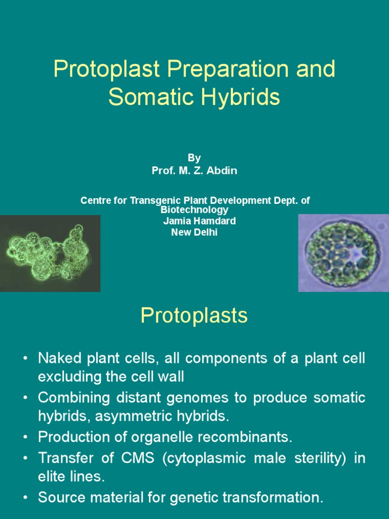 Protoplast Preparation and Somatic Hybrids: by Prof. M. Z. Abdin | PDF ...