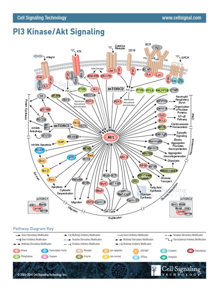Akt PKB | PDF | Protein Kinase B | Biology