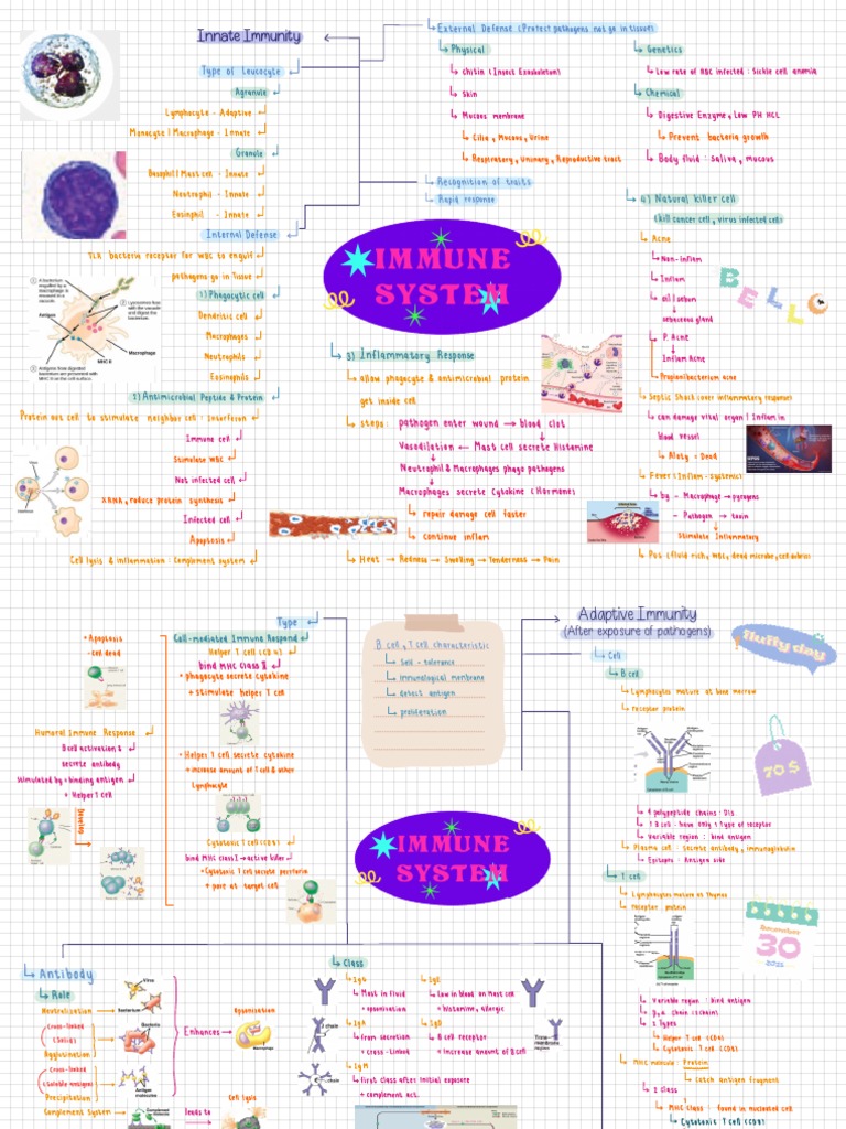 9ชัญญา- Mindmap Immune System | PDF | Innate Immune System | Immune System