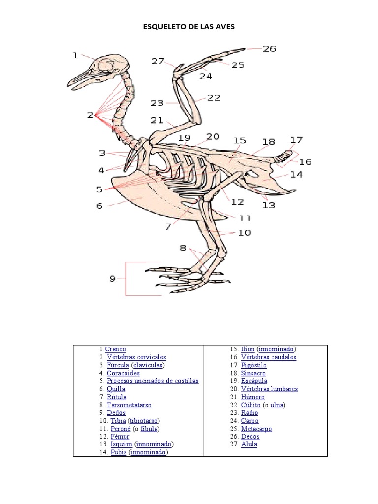 ESQUELETO DE LA GALLINA
