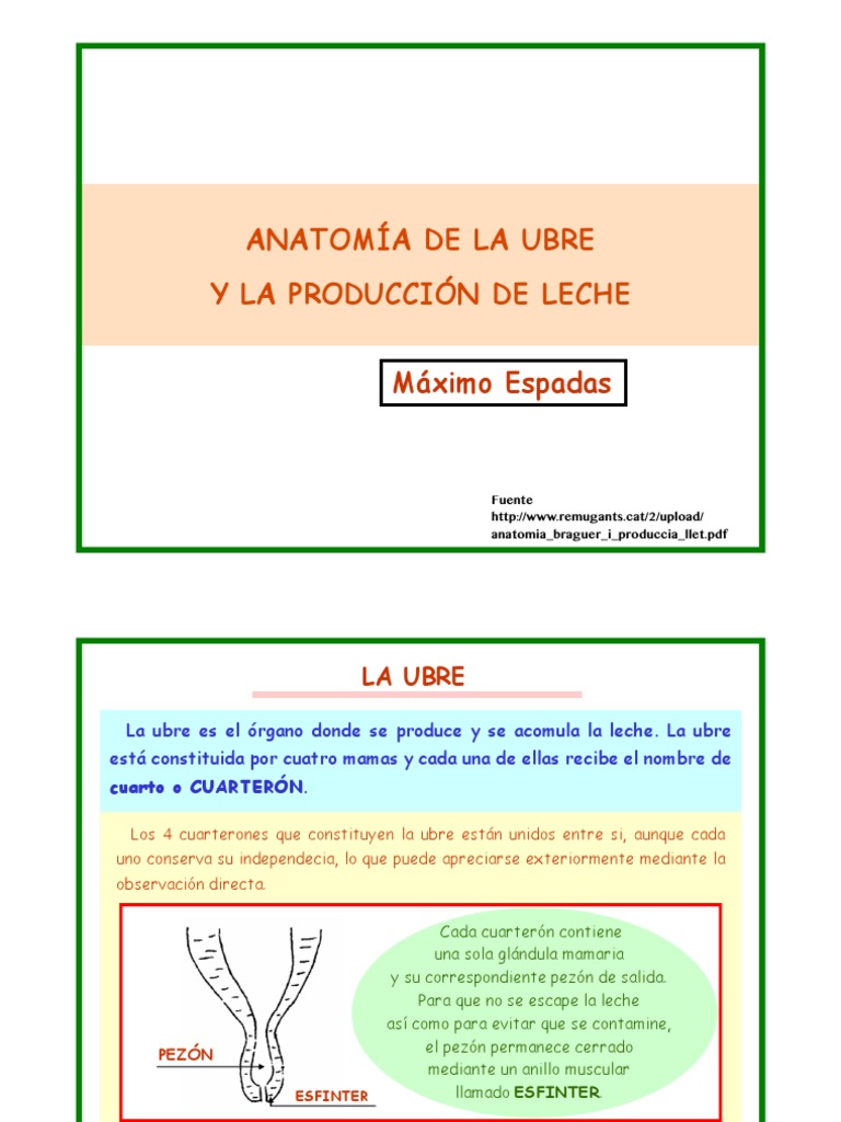 Anatomia de La Ubre y La Produccion de Leche | PDF | Pecho | Leche