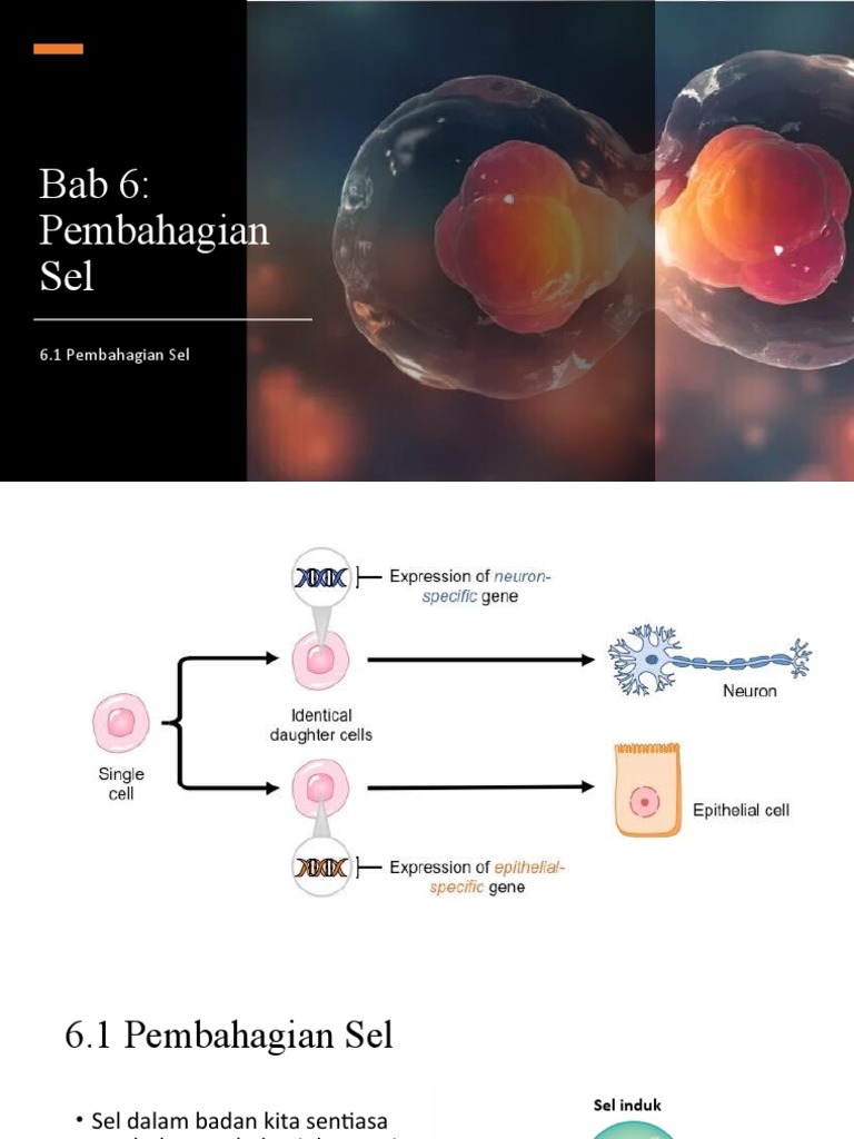 Proses Mitosis dan Sitokinesis Sel | PDF | Sains & Matematika