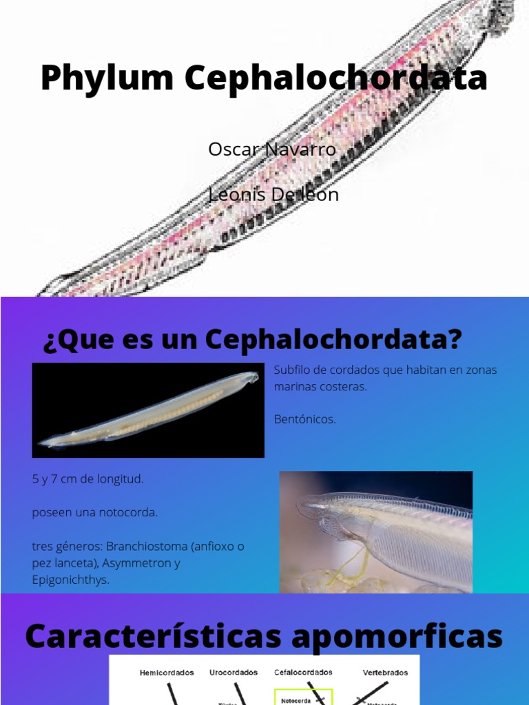 Phylum Cephalochordata | PDF