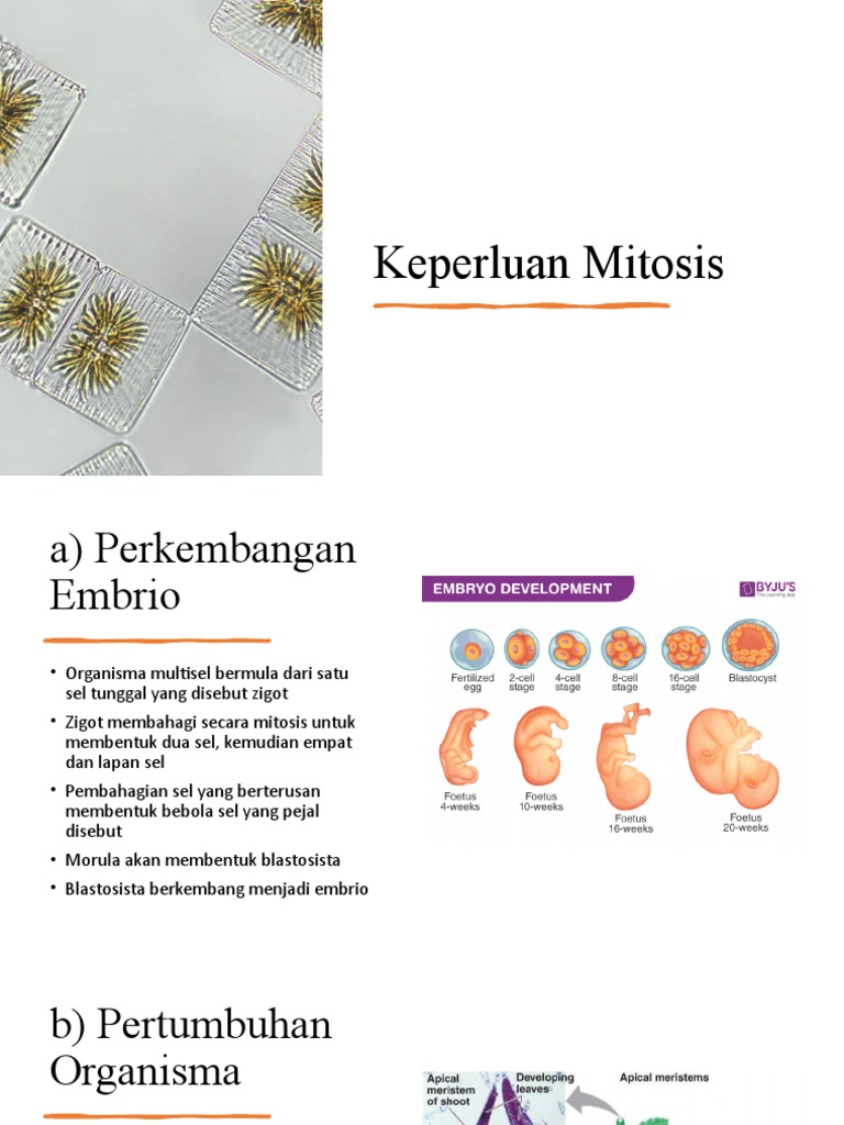 6.2 Kitar Sel Dan Mitosis (Keperluan Mitosis) | PDF