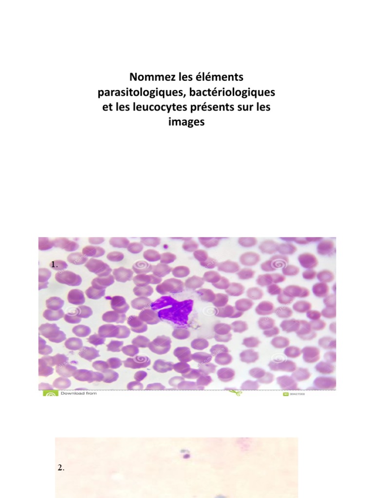 Cytologie Des Cellules Sanguines - TEST | PDF | Sciences et mathématiques