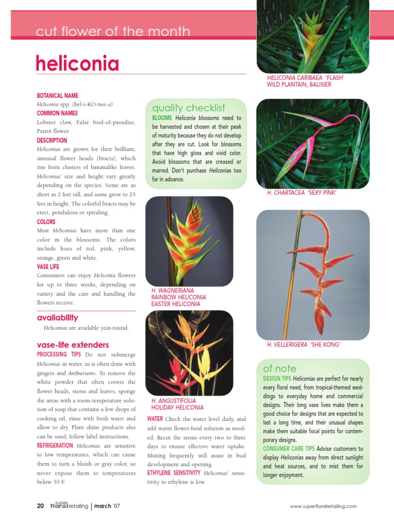 Heliconias | Flowers | Plants