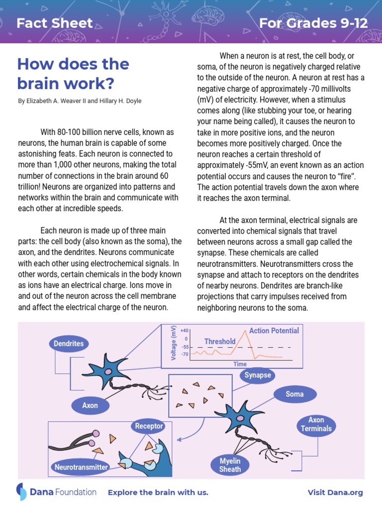 How Does The Brain Work?: For Grades 9-12 Fact Sheet | Download Free ...