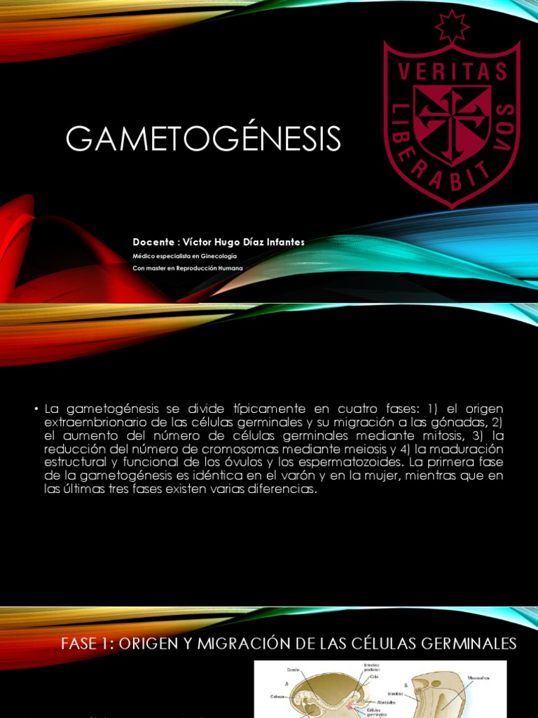 Clase Sincrónica 05 - GAMETOGÉNESIS (Dr. Diaz) | PDF | Hormona ...