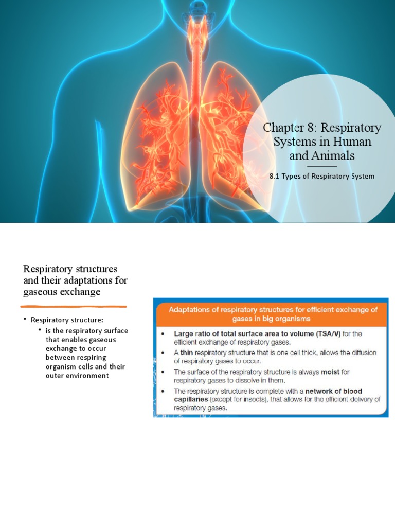 8.1 Types of Respiratory System | PDF | Respiratory System | Gill