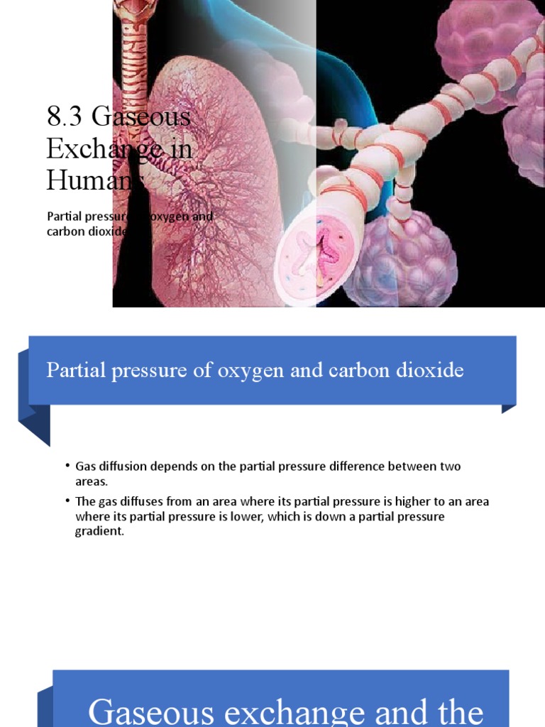 8.3 Gaseous Exchange in Humans | PDF | Respiratory System | Lung