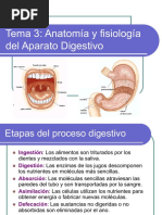 Digestión: Bolo, Quimo y Quilo | PDF | Digestión | Tracto gastrointestinal