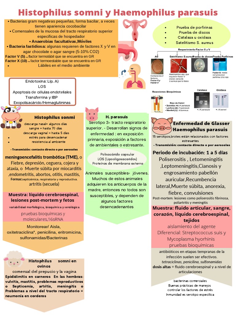 Histophilus Somni & Haemophilus Parasuis | PDF | Penicilina | Biología