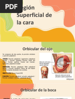 Celda Parotídea y Glandula Parotida RESUMEN | PDF ...