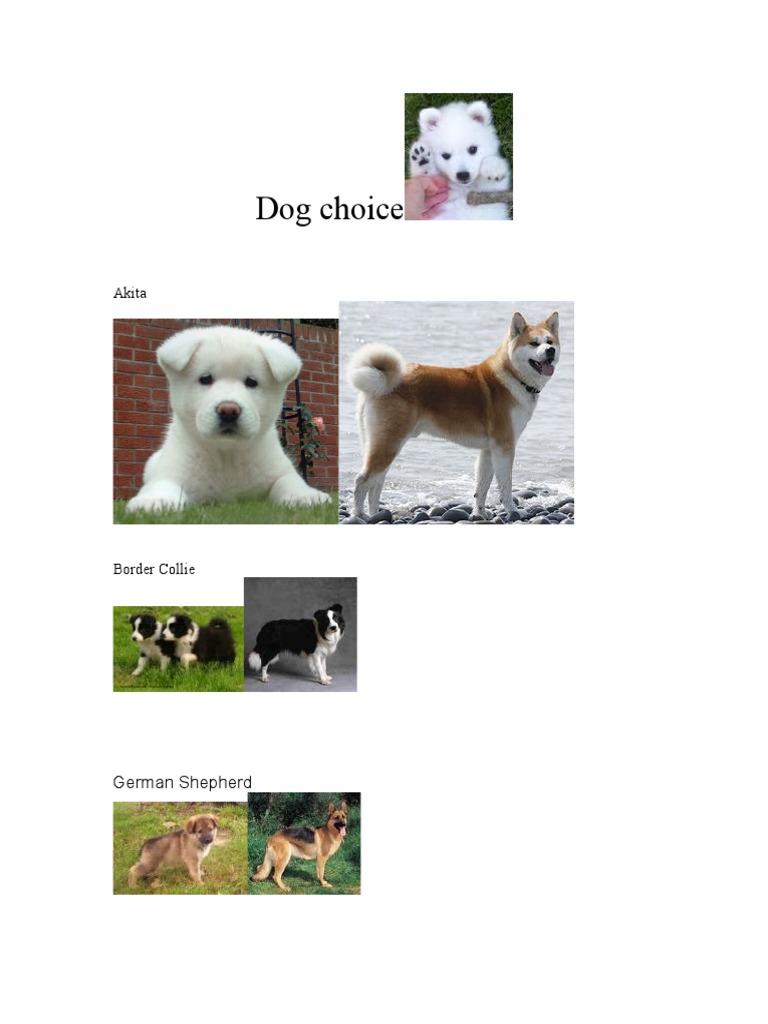 Popular Dog Breeds Overview | PDF