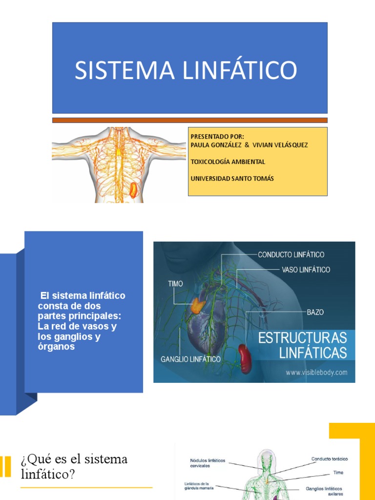 Sistema Linfatico | PDF | Sistema linfático | Linfa