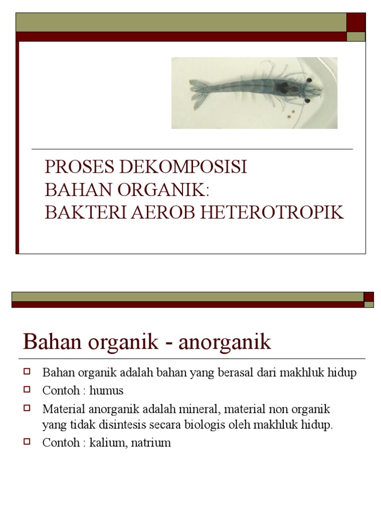 Proses Dekomposisi Bahan Organik: Bakteri Aerob Heterotropik | PDF ...