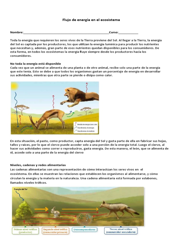 Hoja De Trabajo Sobre El Flujo De Energía En Los Ecosistemas