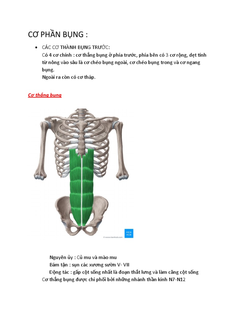 CƠ PHẦN BỤNG | PDF