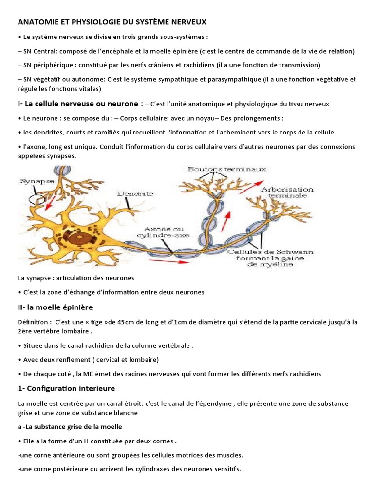 Anatomie et Physiologie du Système Nerveux | PDF | Système nerveux | Nerf