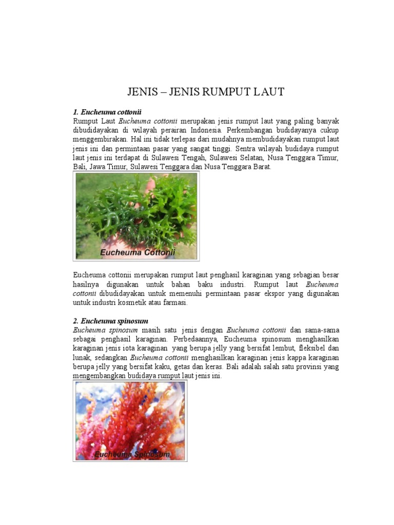 Jenis Rumput Laut | PDF | Griya & Taman