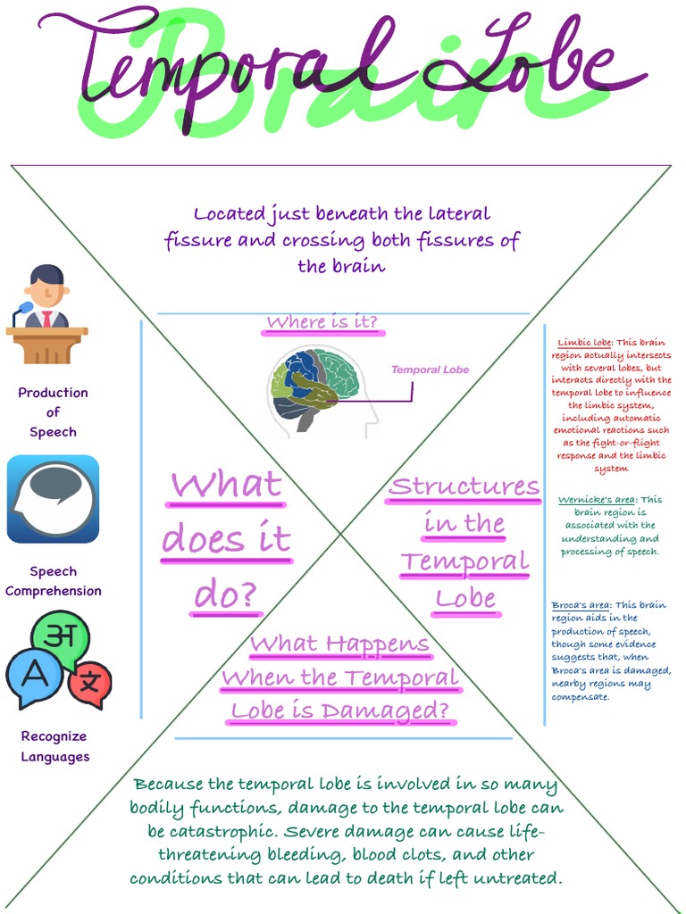 What Does It Do?: What Happens When The Temporal Lobe Is Damaged? | PDF ...